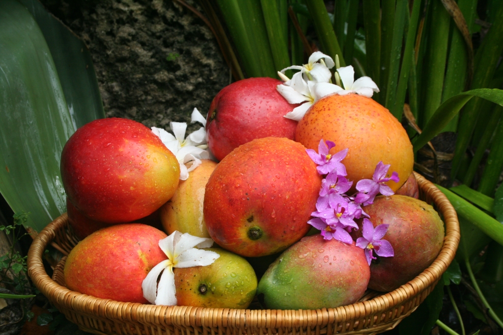 The Edible Mango Garden | Fairchild Tropical Botanic Garden