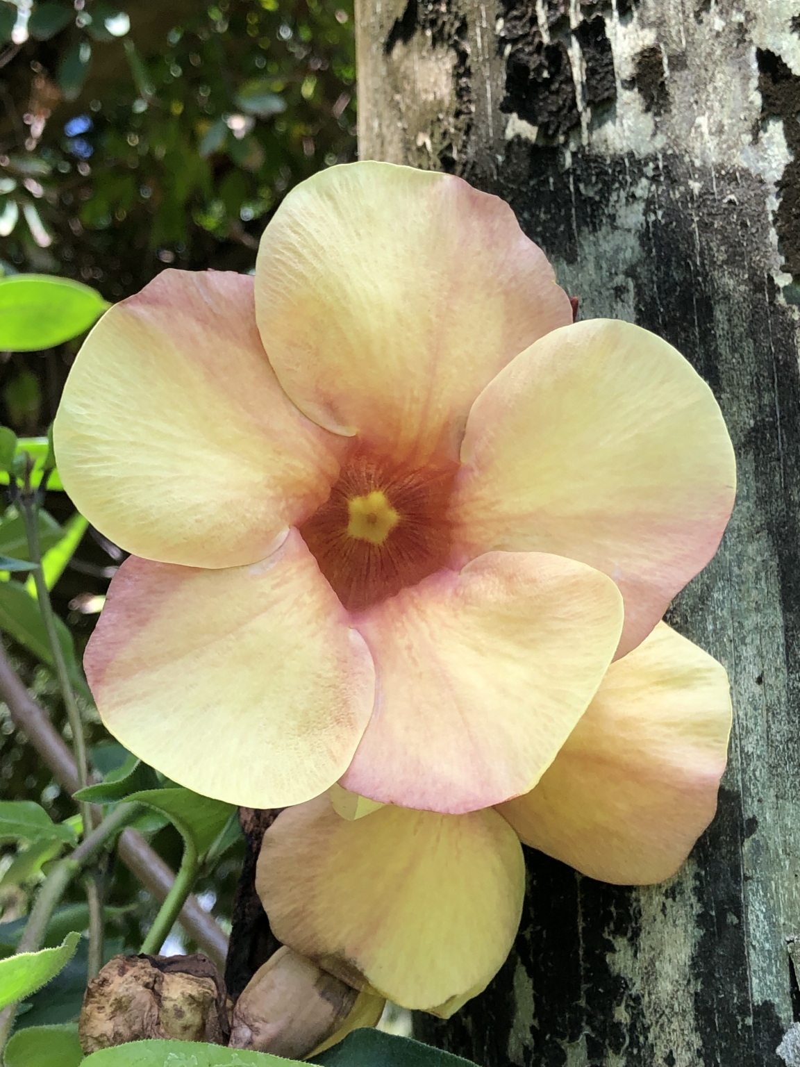 January - Fairchild Tropical Botanic Garden